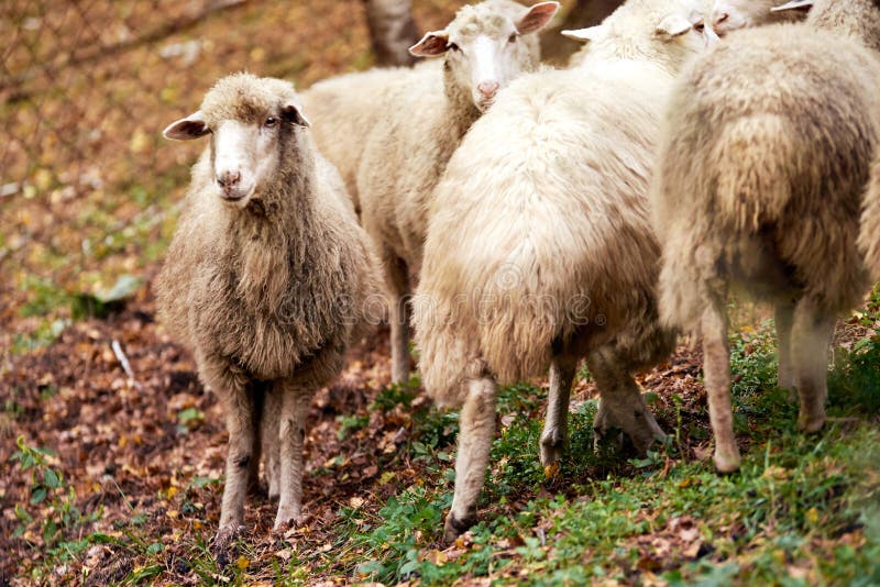 Sad Muzzle Sheep Livestock. Group Wool Agriculture Meadow Animal Stock ...