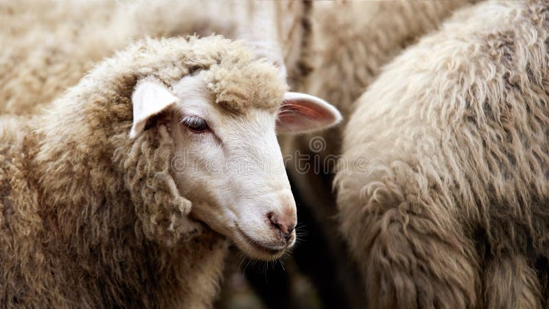 429 Farm Sad Sheep Stock Photos - Free & Royalty-Free Stock Photos from ...