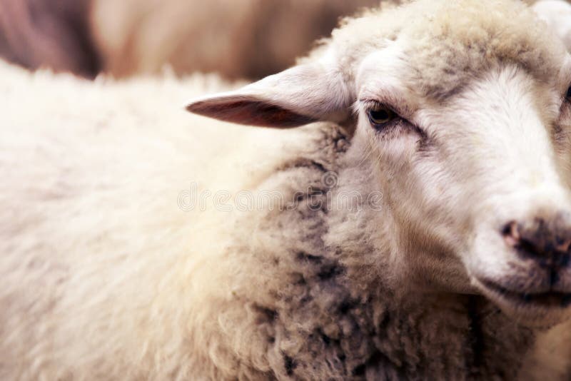 429 Farm Sad Sheep Stock Photos - Free & Royalty-Free Stock Photos from ...