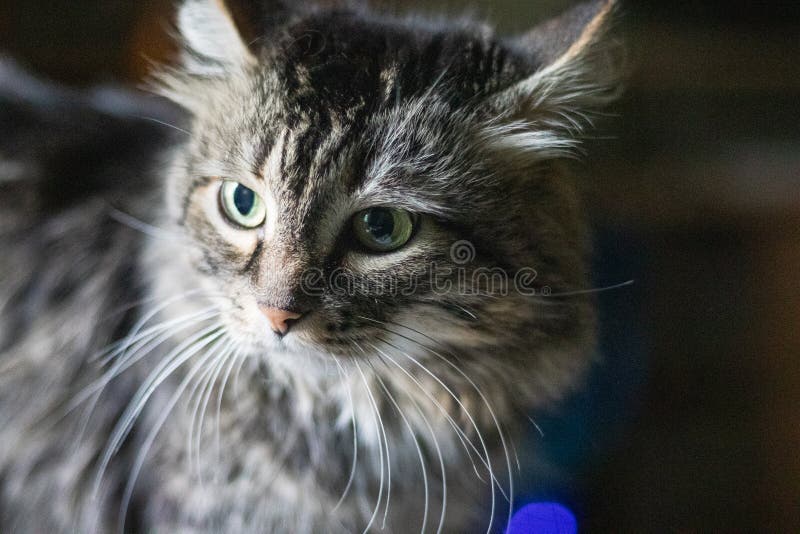Sad Old Cat with a Gorgeous Mustache. Stock Image - Image of nature ...