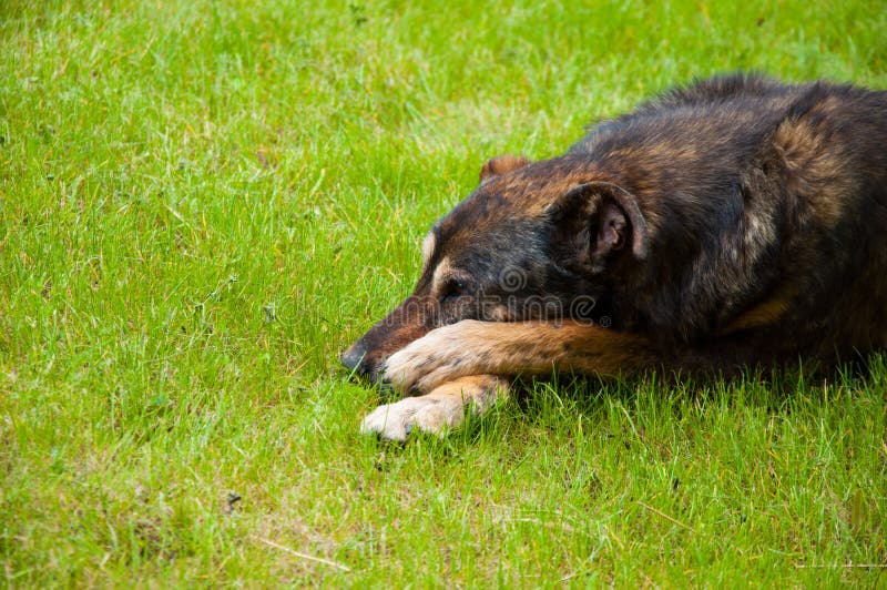 Sad Old Dog is Lying on the Bright Green Grass Stock Image - Image of ...