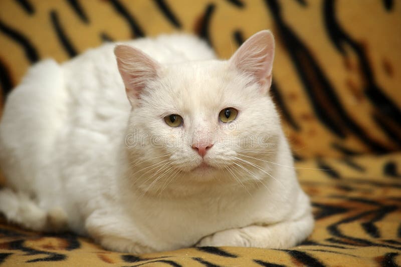 Sad old white cat stock image. Image of nature, eyes - 170086953