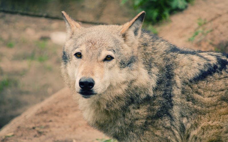 Sad Wolf Stock Images - Download 660 Royalty Free Photos