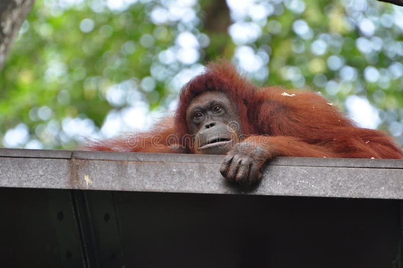 A sad orangutan stock photo. Image of kalimantan, forest - 14188408