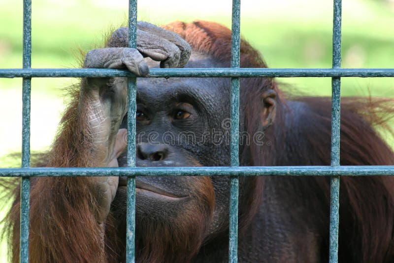 Sad Orangutan Behind the Bars of a Zoo Stock Photo - Image of outdoor ...