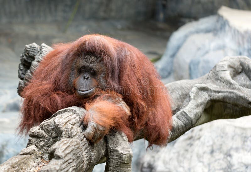 Orangutan in zoo stock photo. Image of primate, looking - 30021200