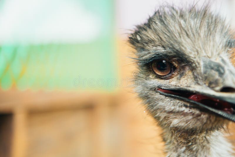 Sad Emu Stock Photos - Free & Royalty-Free Stock Photos from Dreamstime
