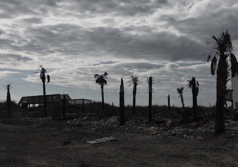 Sad Palm editorial photo. Image of destruction, palm - 93070221