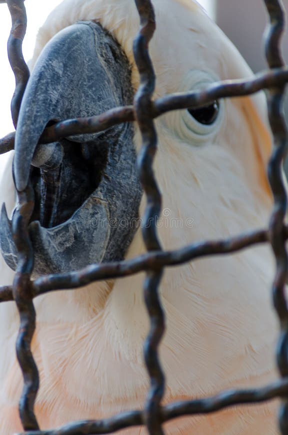 Sad Parrot in Cage Looks for Escape Stock Photo - Image of exotic ...