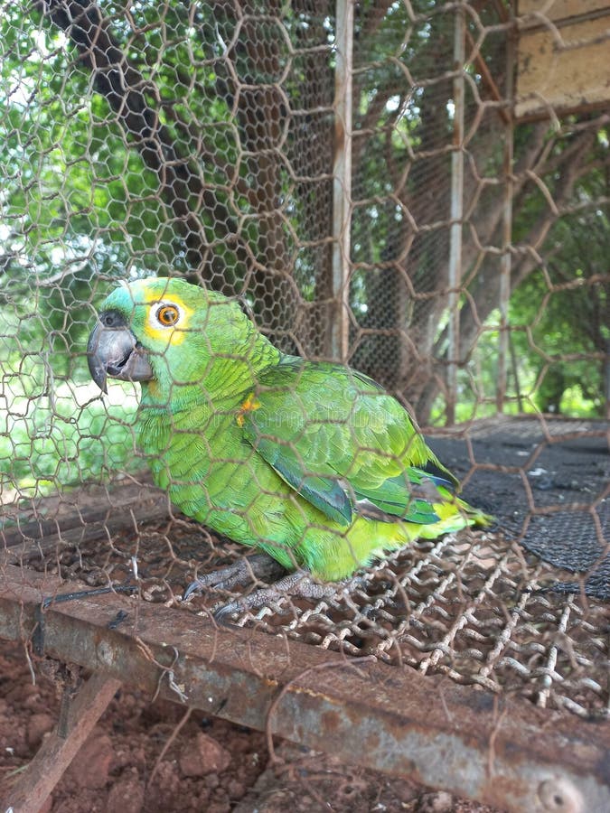 Sad Parrot in Captivity, Looking through the Screens that Imprison Him ...