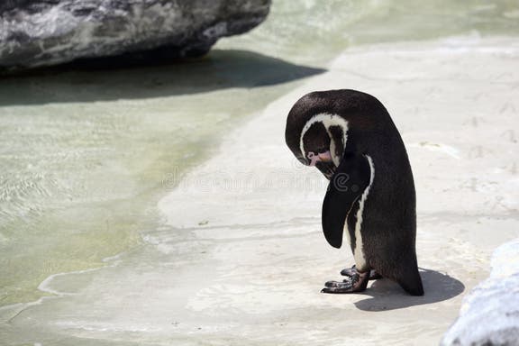 Sad Penguin stock image. Image of hopelessness, looking - 97161017
