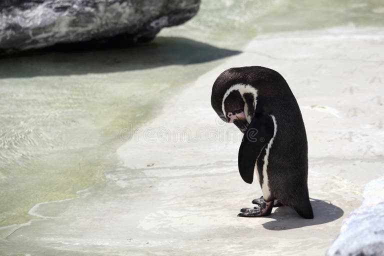 Sad Penguin stock image. Image of hopelessness, looking - 97161017