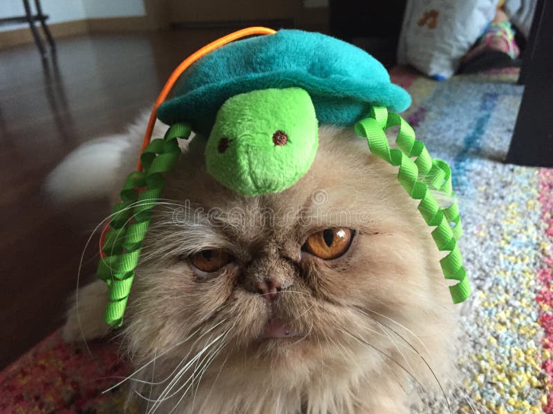 Sad Persian Cat stock photo. Image of head, grumpy, persian - 76261486