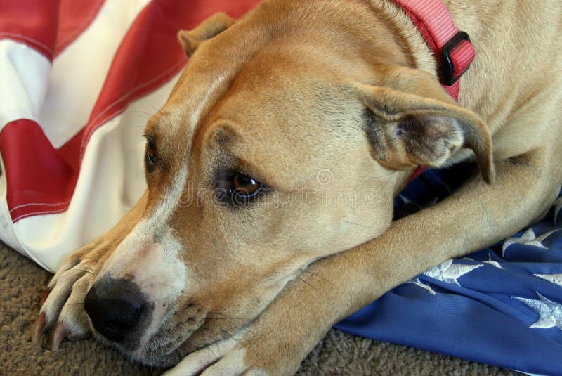 Sad Pit Bull Terrier Dog with American Flag Stock Photo - Image of ...