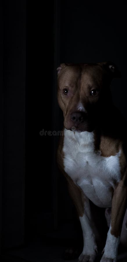 657 Sad Pitbull Dog Stock Photos - Free & Royalty-Free Stock Photos ...