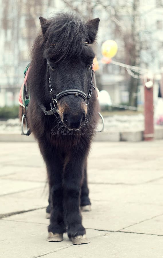 Sad pony stock image. Image of agriculture, pets, animal - 36442323