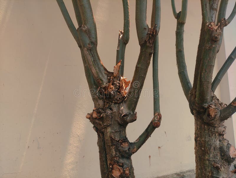 The Sad Poor Tree in the Outside Stock Photo - Image of good, nice ...