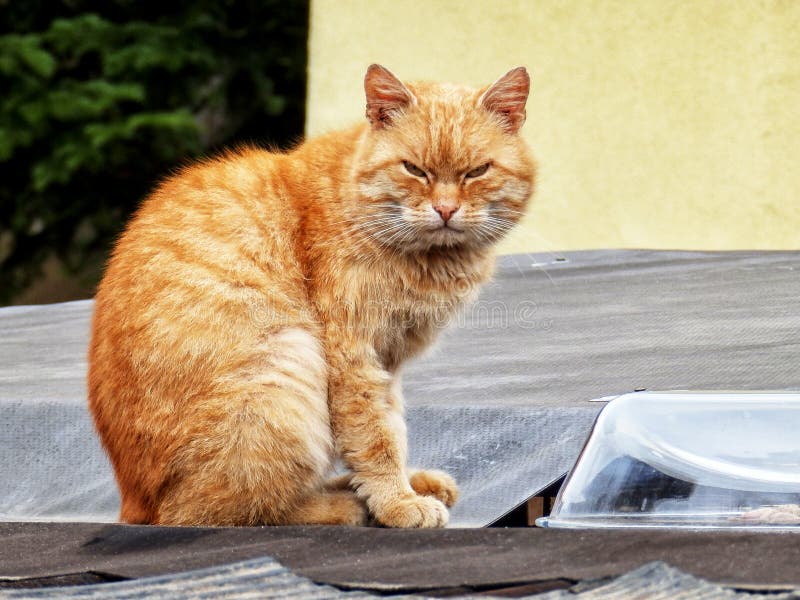 Sad Portrait of a Fat, Orange Cat Stock Photo - Image of light ...
