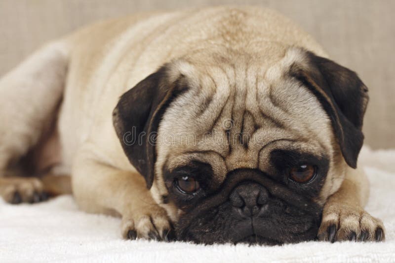 Sad Pug stock photo. Image of though, lost, staring, confused - 3476866