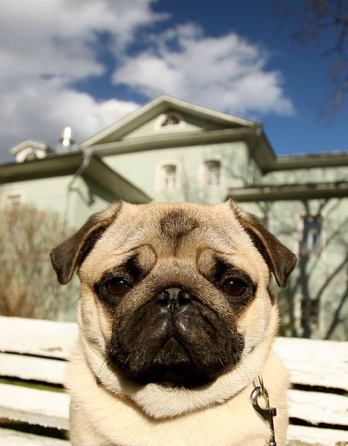 Sad pug dog selphy funny stock image. Image of spending - 45413775
