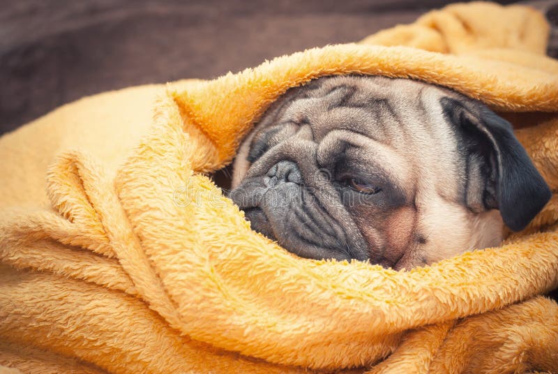 Sad Pug Dog Wrapped in a Terry Yellow Blanket. Stock Image - Image of ...