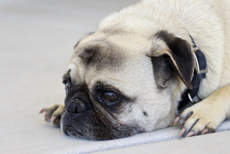 Sad Pug stock image. Image of resting, attention, relaxing - 30878943