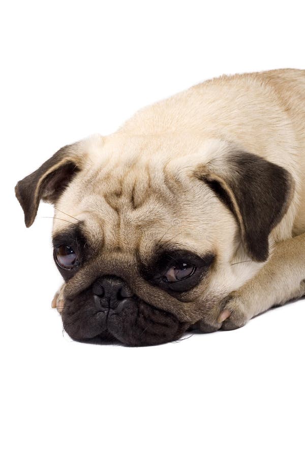Sad Pug Puppy stock photo. Image of canine, love, mouth - 5056680