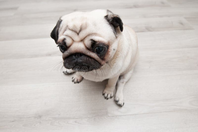 Sad pug. Sad sight stock image. Image of muzzle, face - 68117663
