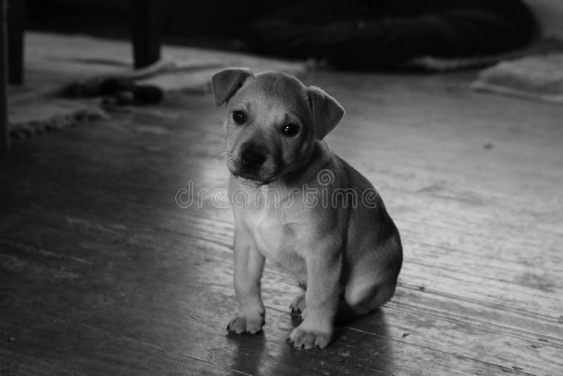 Sad pup alone stock photo. Image of room, animal, puppy - 25431142