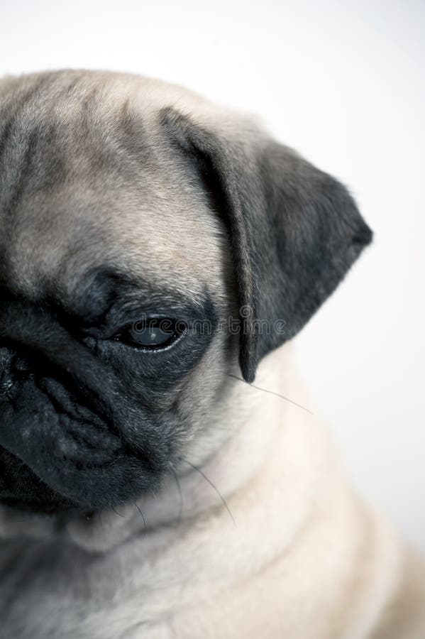 Sad Pug Puppy stock photo. Image of beauty, dogs, devotion - 5056680