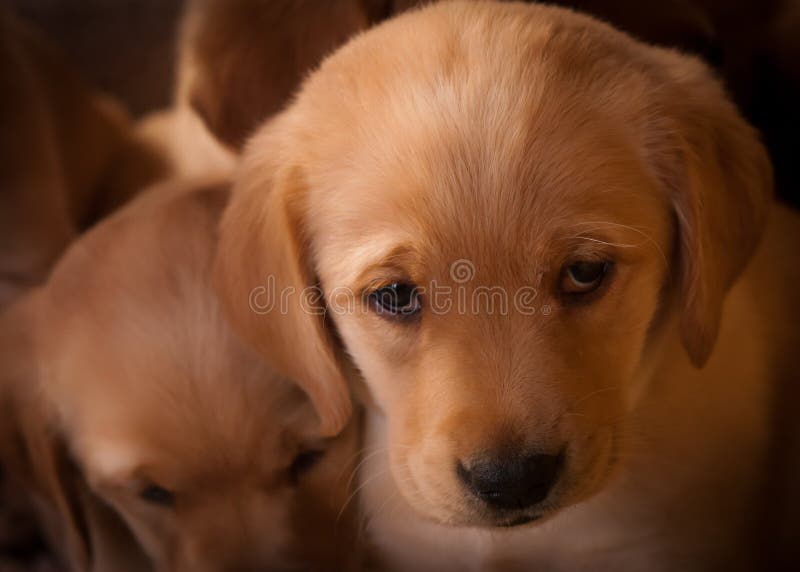 Sad puppy stock image. Image of little, colorful, abandoned - 14027531