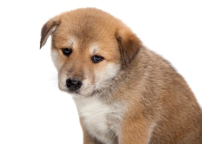 Sad Puppy Picture. Image: 25421336