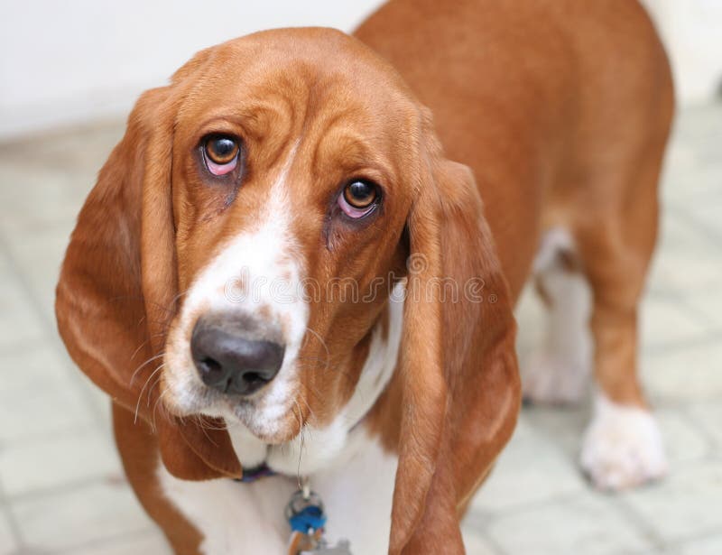 Sad Puppy stock image. Image of bone, bassett, animal - 9807565