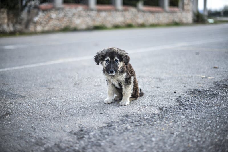Sad Puppy stock photo. Image of mutt, lovable, looking - 49992026