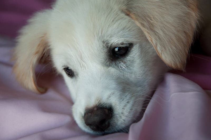Sad puppy on blanket stock image. Image of white, feel - 36897595