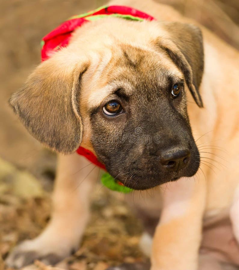 Sad Puppy Dog Vertical stock photo. Image of breed, closeup - 213397228
