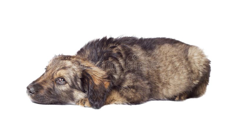 Mutts Lies Stock Photos - Free & Royalty-Free Stock Photos from Dreamstime