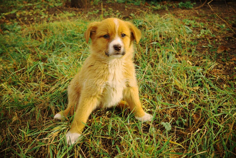 Sad puppy portrait stock image. Image of redhead, village - 52026357