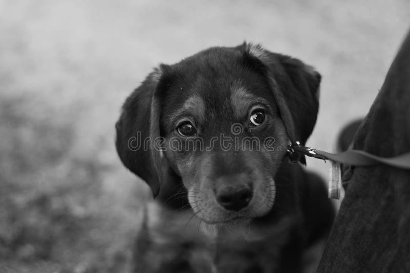 Sad puppy stock image. Image of puppy, play, lonely - 56390297