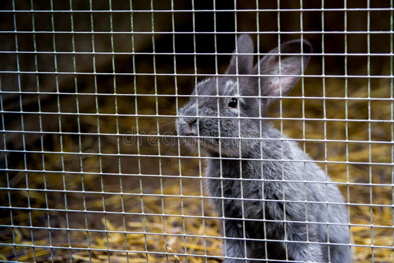 Sad rabbit in a cage. stock image. Image of iron, whiskers - 262467557