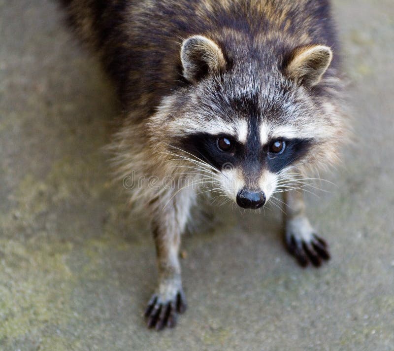 Sad raccoon stock image. Image of adult, forest, face - 21298301