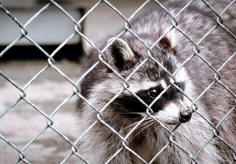 Sad Raccoon Looks through Metal Net Stock Image - Image of grid, angry ...