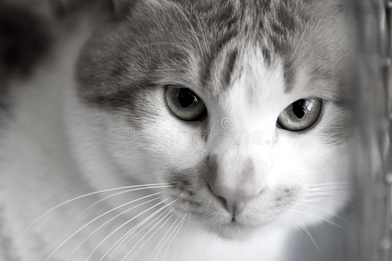 Sad cat stock photo. Image of homelessness, domestic - 13865672