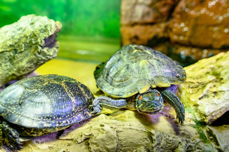 Sad Red-eared Turtles in the Zoo S Aviary. Stock Image - Image of ...