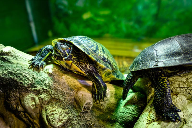 Sad Red-eared Turtles in the Zoo S Aviary. Stock Image - Image of shell ...