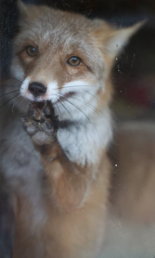 469 Sad Fox Photos - Free & Royalty-Free Stock Photos from Dreamstime