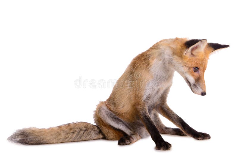 Sad red fox isolated stock image. Image of crafty, friendly - 45022453
