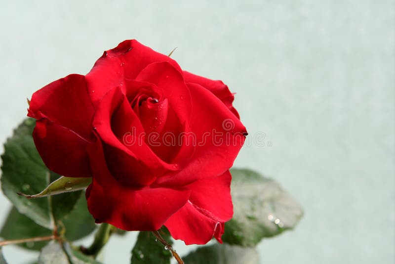 Sad red rose stock image. Image of pure, flower, petal - 573987