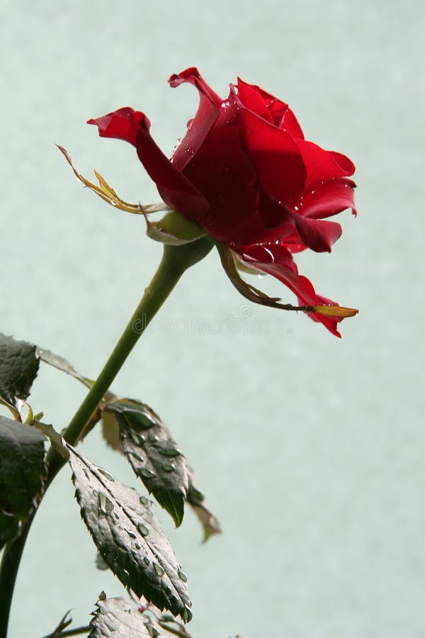 4,299 Sad Red Rose Stock Photos - Free & Royalty-Free Stock Photos from ...
