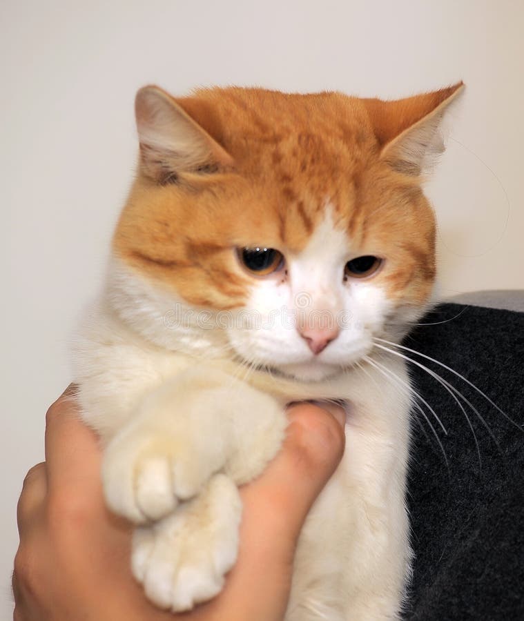 Sad red with a white cat stock photo. Image of furry - 171876098